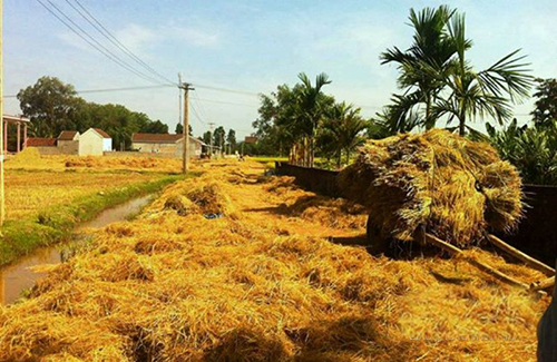 Đường rơm | baotintuc.vn