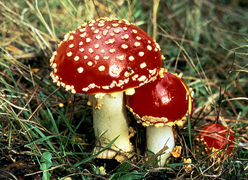 Ăn phải nấm cực độc, cả gia đình nhập viện | baotintuc.vn