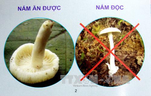 Ăn nhầm nấm độc, 6 trẻ em ở Lào Cai nhập viện | baotintuc.vn