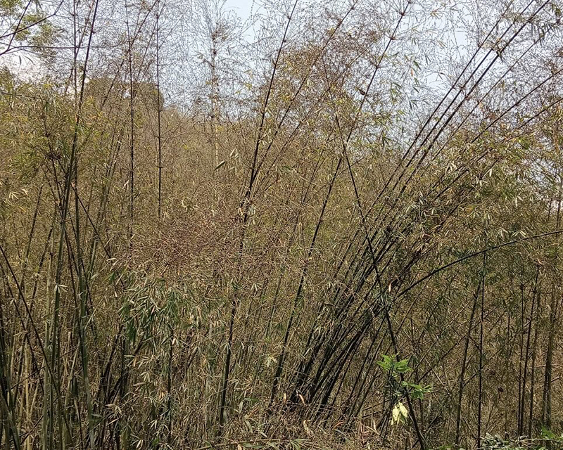 Hơn 50% ha rừng nứa, vầu tự nhiên bị chết khô | baotintuc.vn