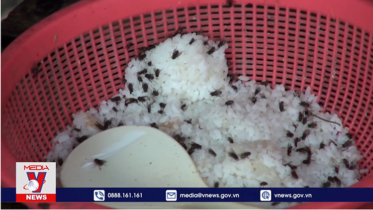 'Sống chung' với ruồi | baotintuc.vn