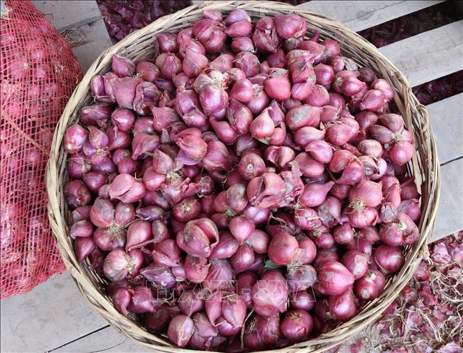 Hành tím sớm được giá | baotintuc.vn