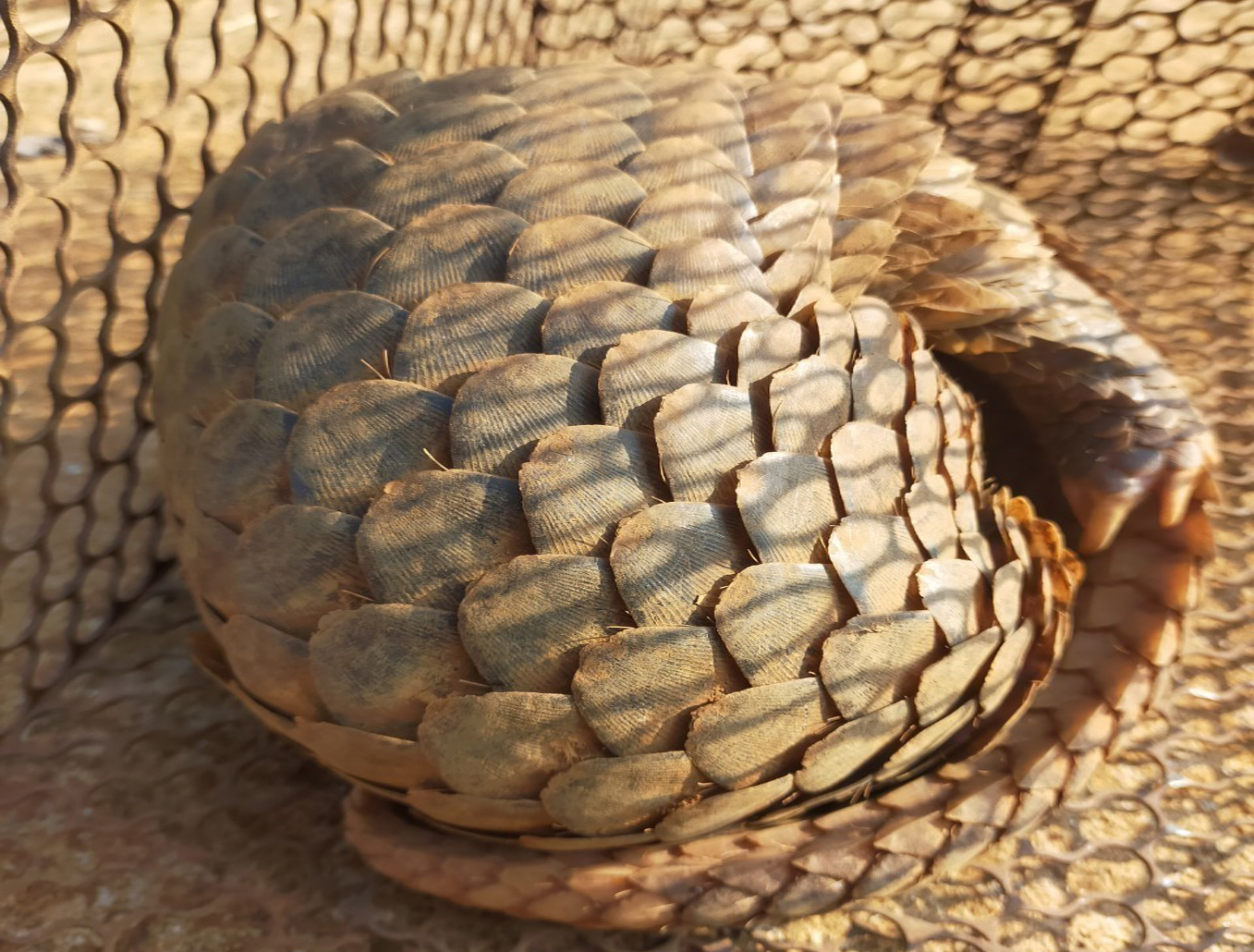 Tái thả thành công 15 cá thể tê tê Java về lại tự nhiên | baotintuc.vn