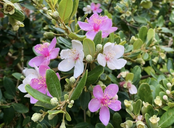 Lễ hội hoa sim biên giới diễn ra từ ngày 17 - 18/5 | baotintuc.vn