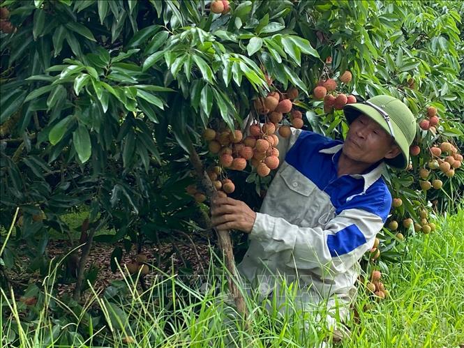 Mã số vùng trồng tạo động lực cho nông sản Hải Phòng hội nhập ...