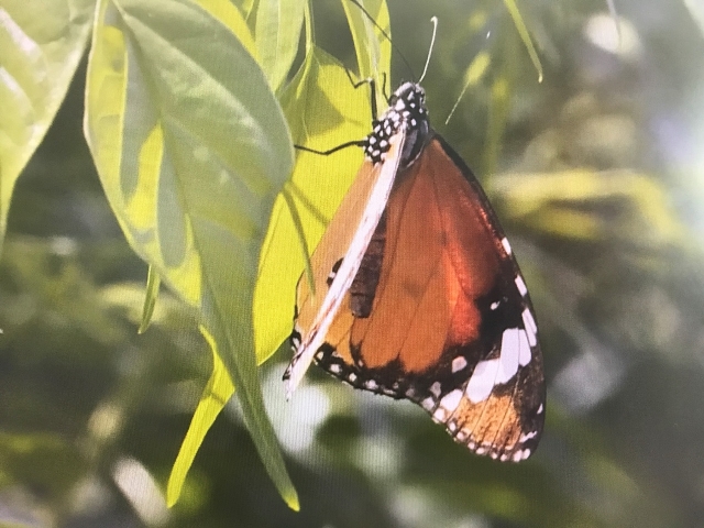 Tới thăm thung lũng bươm bướm tuyệt đẹp ở Trung Quốc | baotintuc.vn