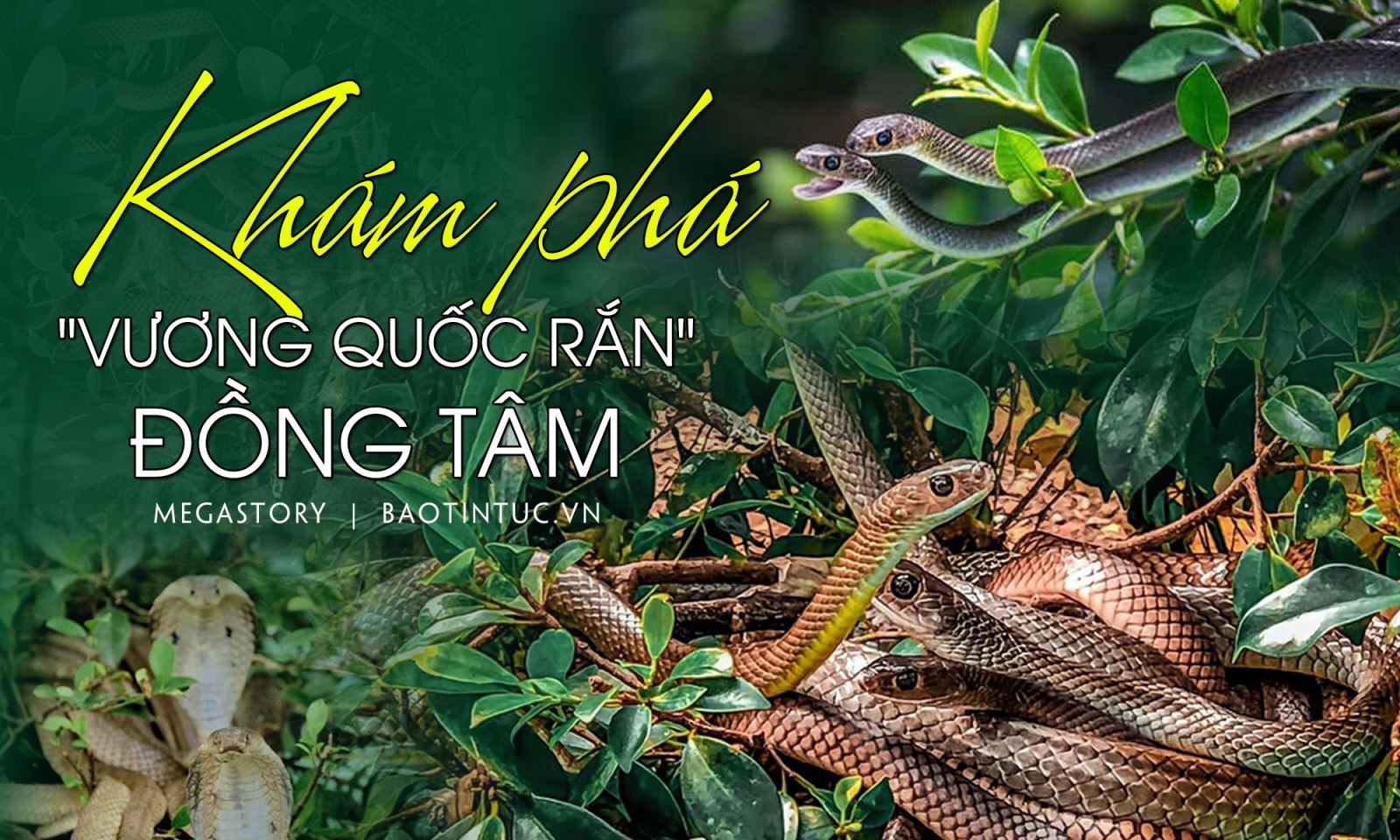 Khám phá "\'vương quốc rắn' Đồng Tâm | baotintuc.vn