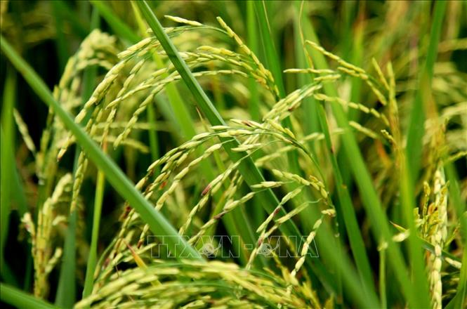 Malaysia phát triển giống lúa mới bằng công nghệ hạt nhân | baotintuc.vn