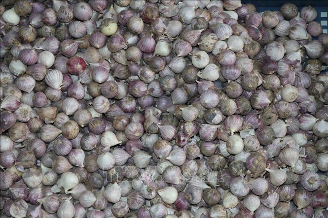 Loay hoay tìm đầu ra cho cây tỏi | baotintuc.vn