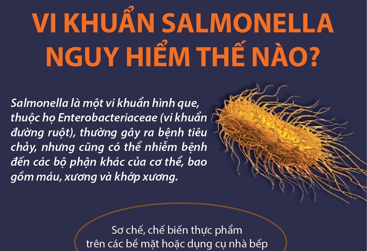 Vi khuẩn salmonella nguy hiểm thế nào? | baotintuc.vn