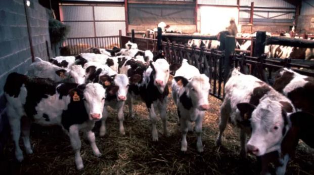 Xác nhận trường hợp bò điên ở Scotland (Anh) | baotintuc.vn