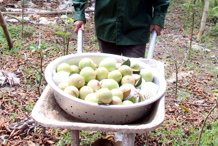 'Vị ngọt' nhờ bao trái vú sữa | baotintuc.vn
