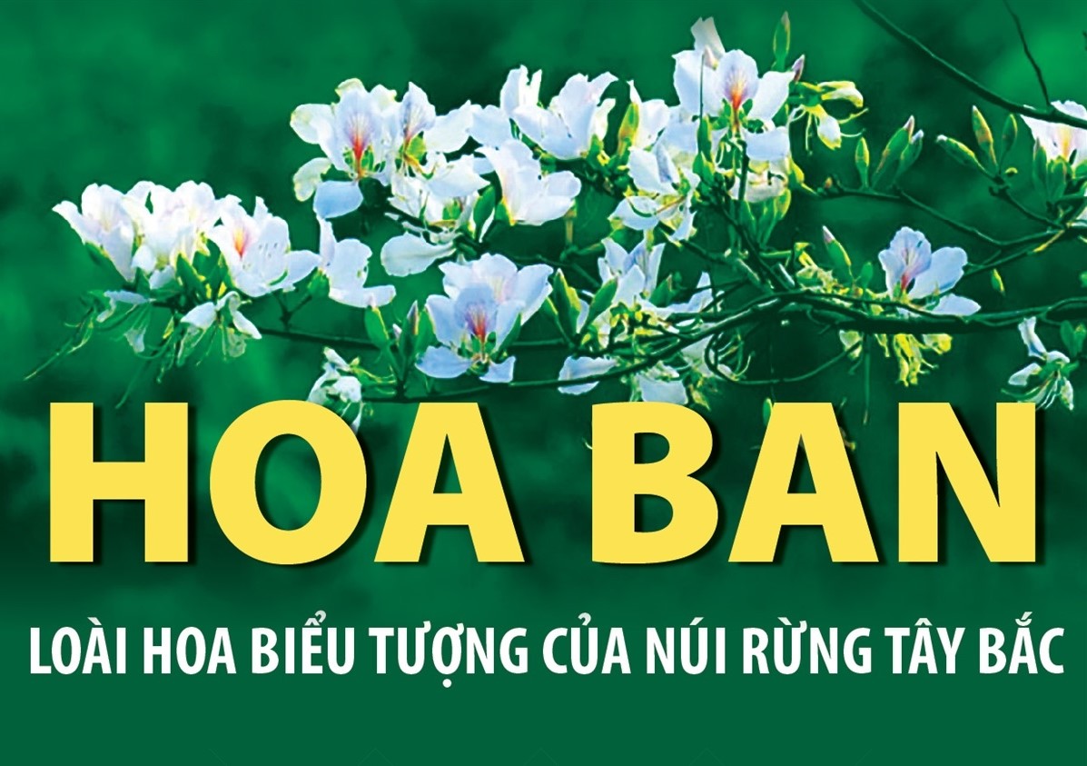 Hoa ban: Loài hoa biểu tượng của núi rừng Tây Bắc | baotintuc.vn