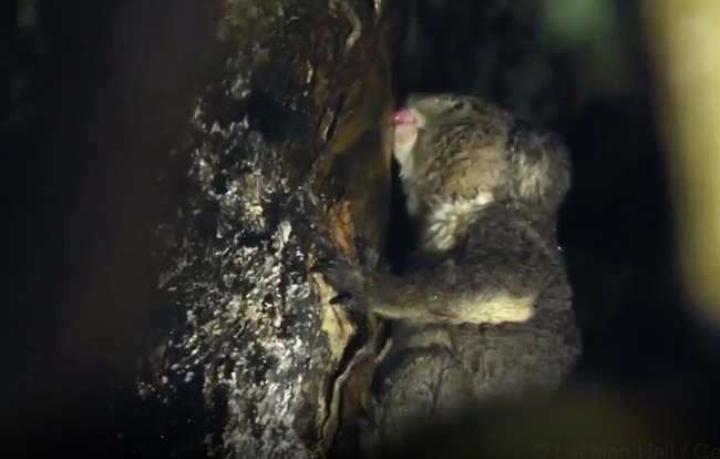 Phát hiện bất ngờ loài koala uống nước từ cây | baotintuc.vn